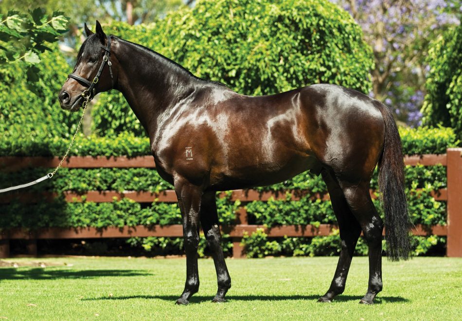 Horse Syndications By Dynamic Syndications Horse Syndications By Dynamic Syndications